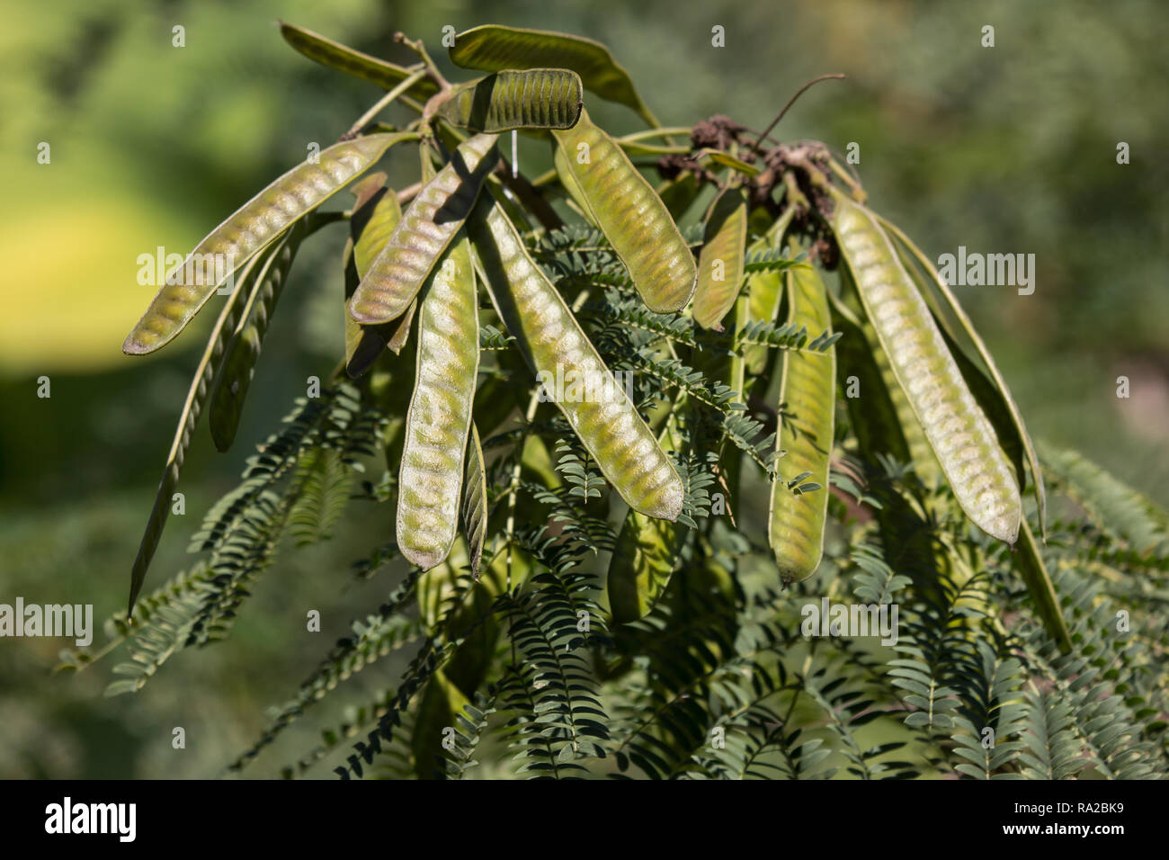 Green Seed of Flamboyant flower Stock Photo - Alamy