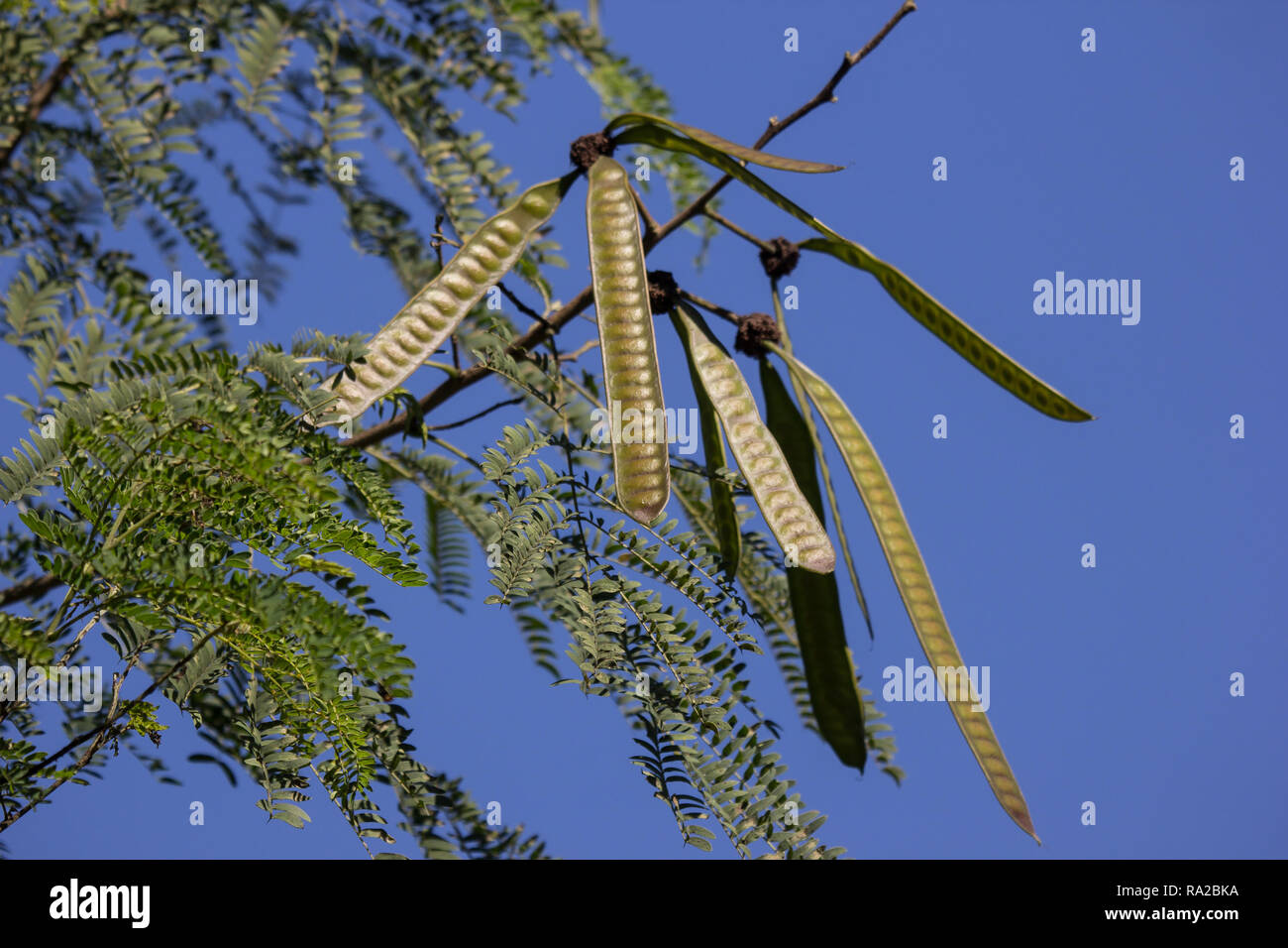 Green Seed of Flamboyant flower Stock Photo - Alamy