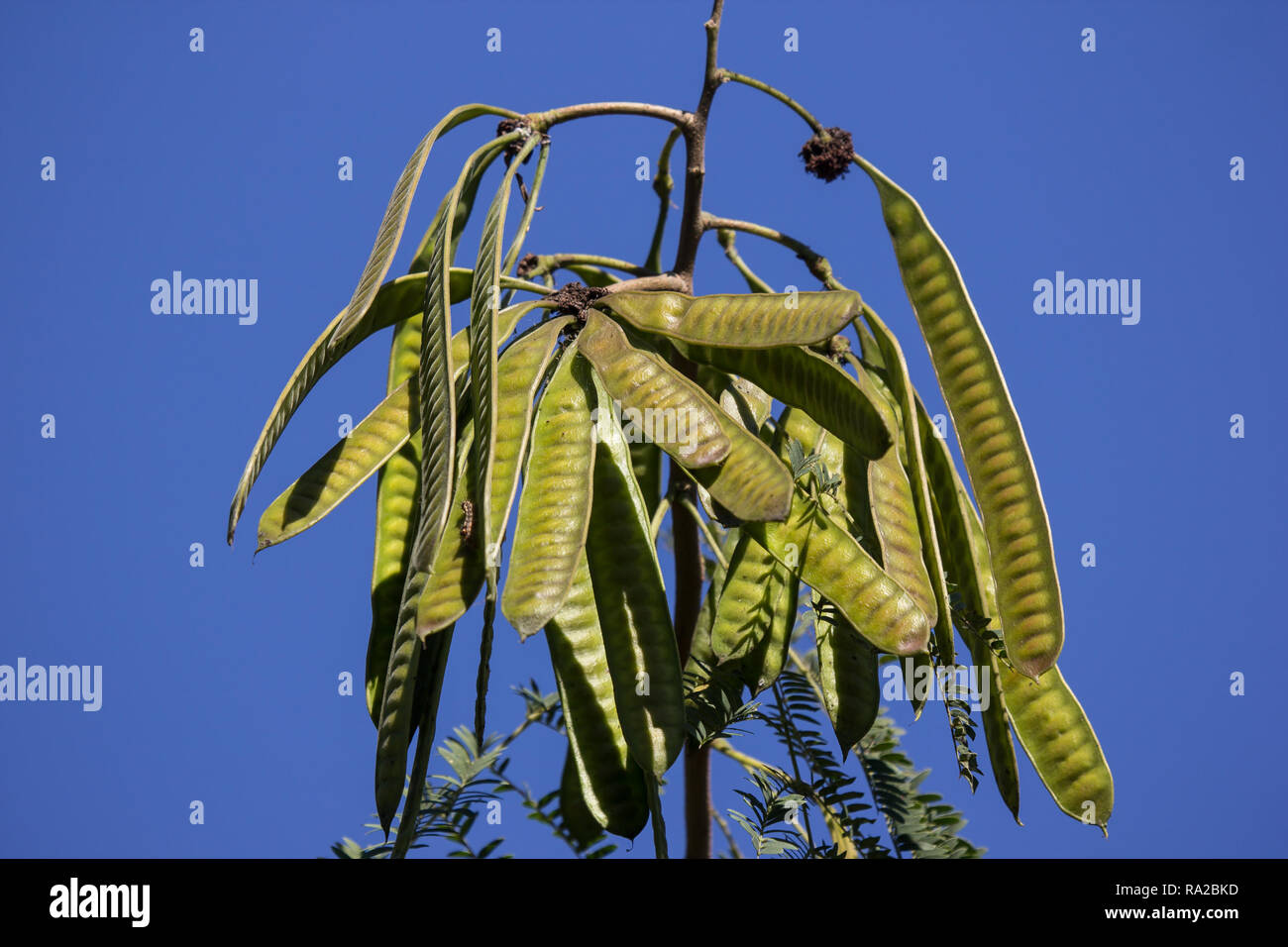 Green Seed of Flamboyant flower Stock Photo - Alamy