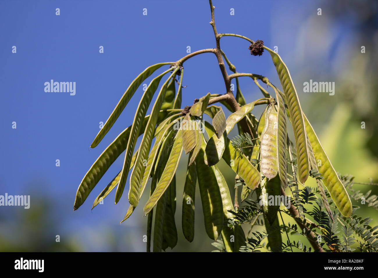 Green Seed of Flamboyant flower Stock Photo - Alamy
