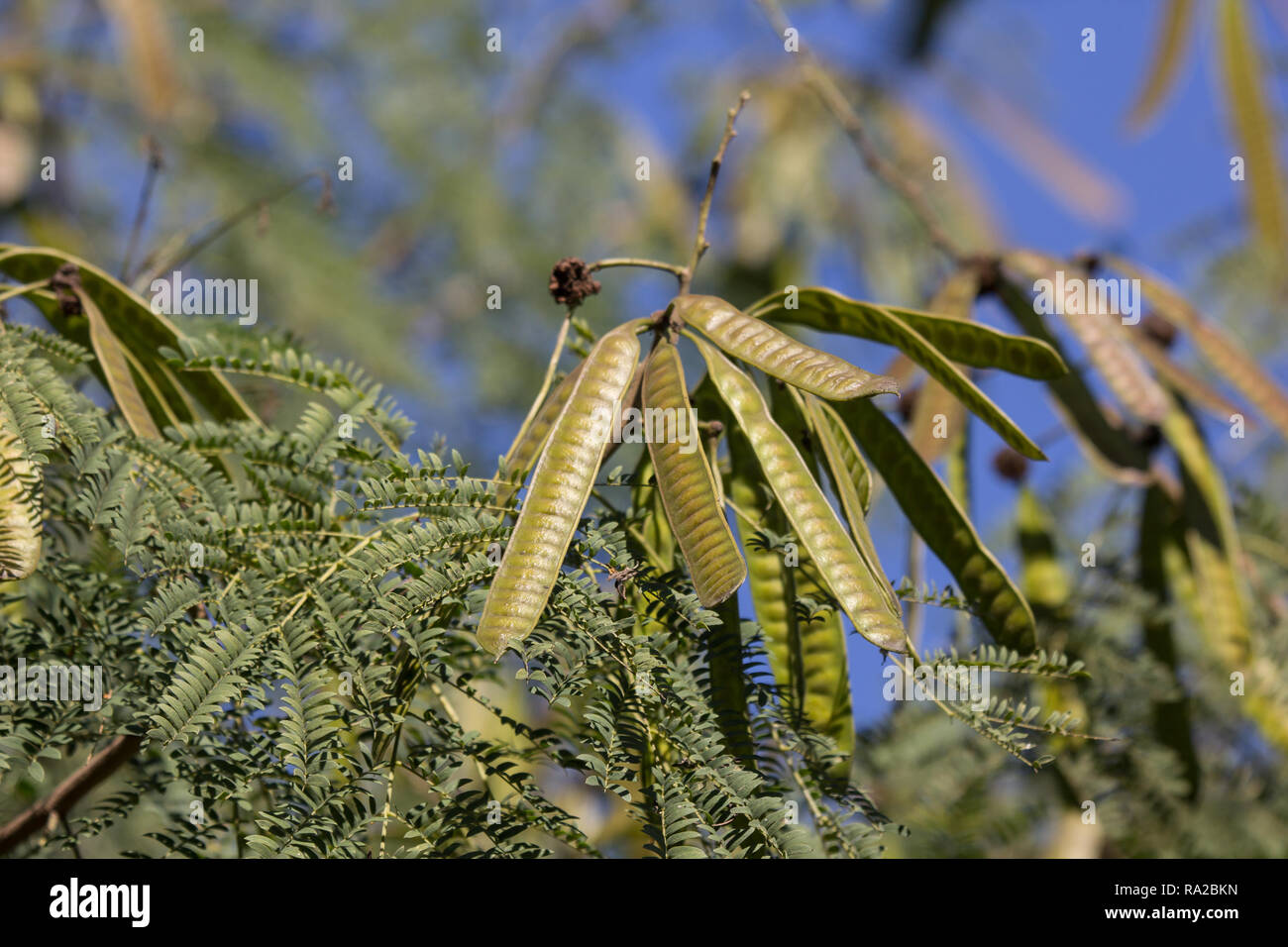 Green Seed of Flamboyant flower Stock Photo - Alamy
