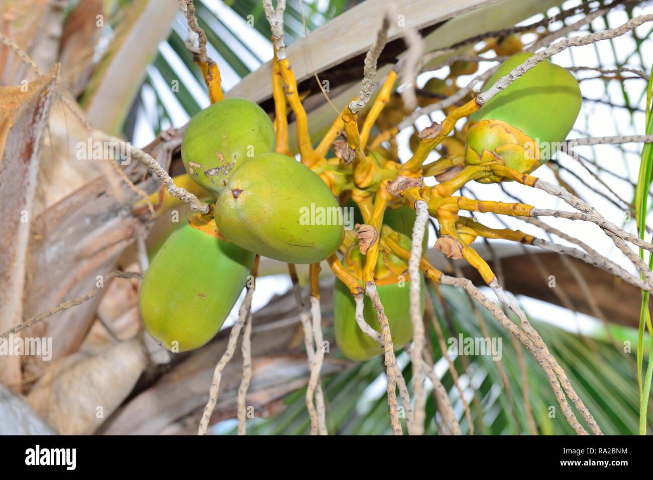 closeup of the wild coconuts growing in the Big Island of Hawaii Stock ...