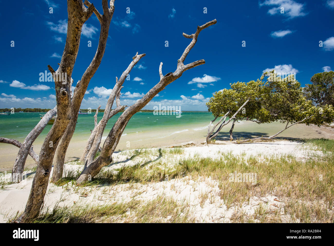 Summer tropical beach with trees on the east side of Bribie Island ...