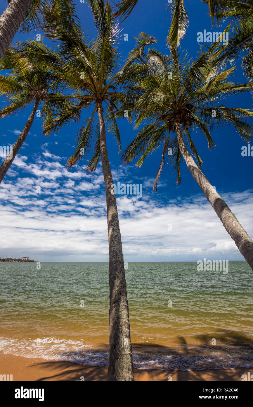 Palm trees on the south end of Suttons Beach, Redcliffe, Brisbane ...
