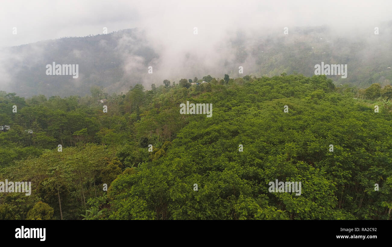 clouds and fog in rainforest. agricultural land, farmlands in ...