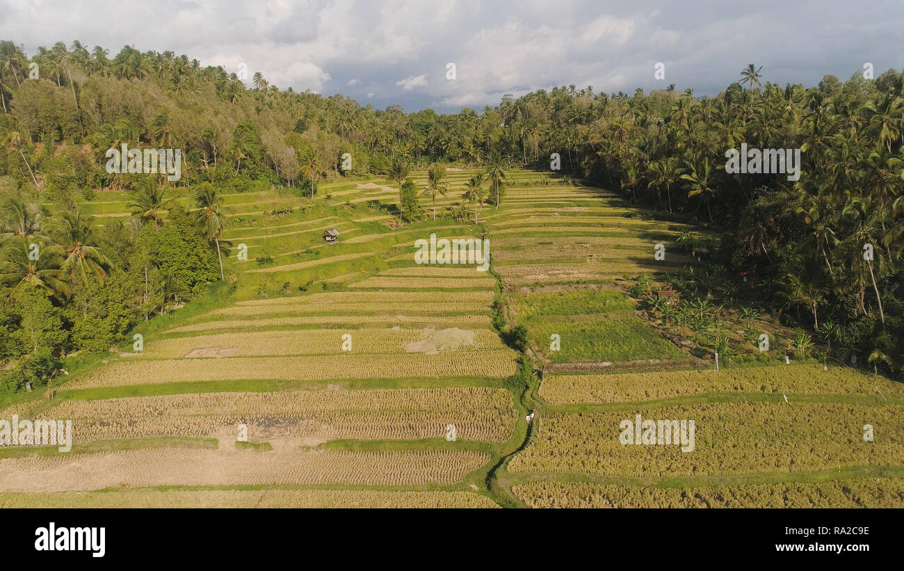 rice fields and agricultural land with crops. aerial view farmland with ...