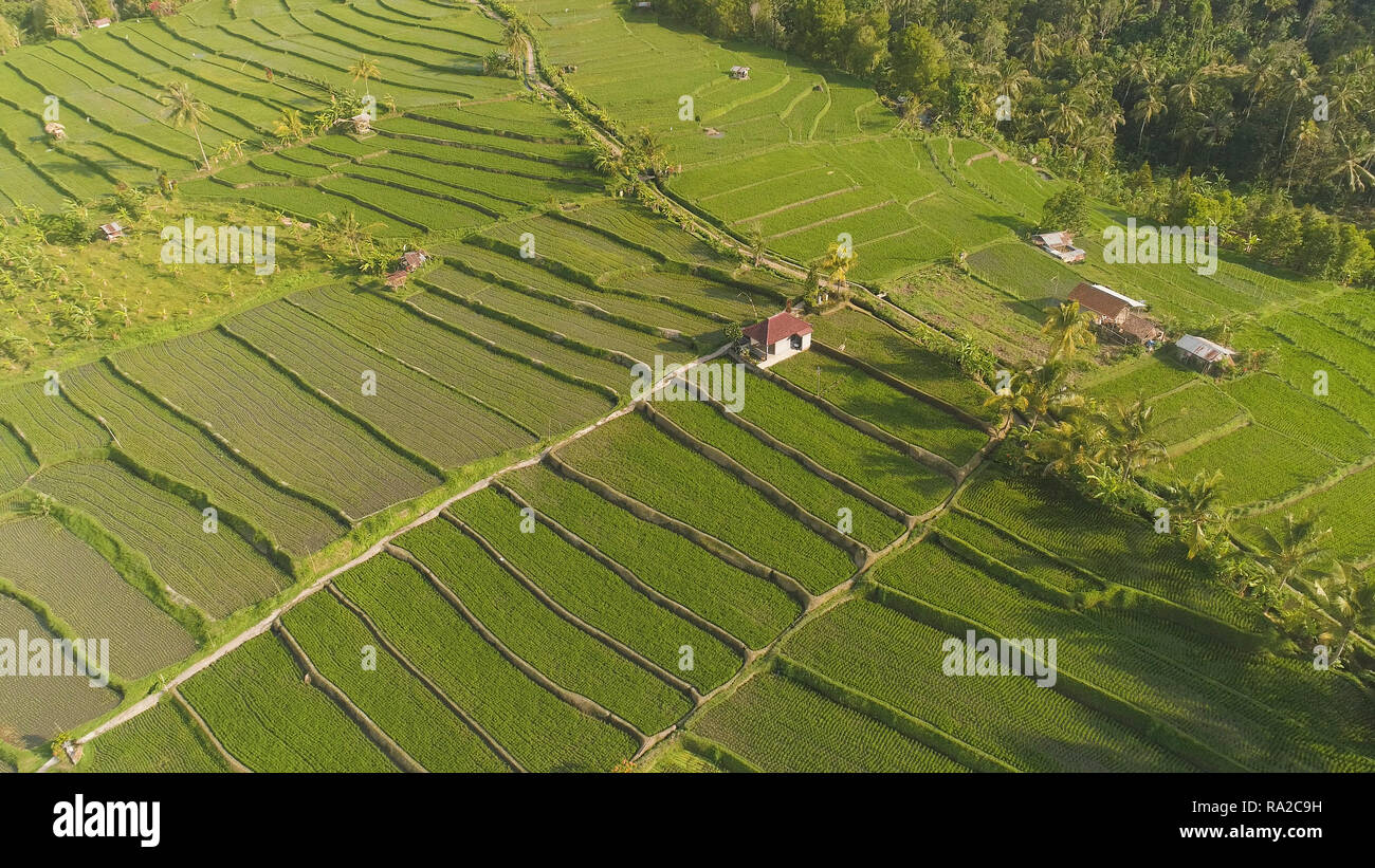 green rice terraces, fields and agricultural land with crops. aerial ...