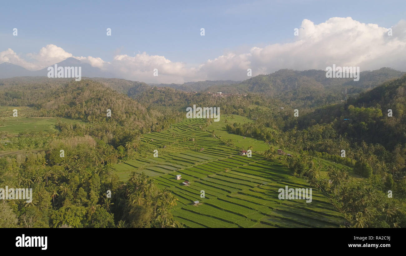 green rice terraces, fields and agricultural land with crops. aerial ...