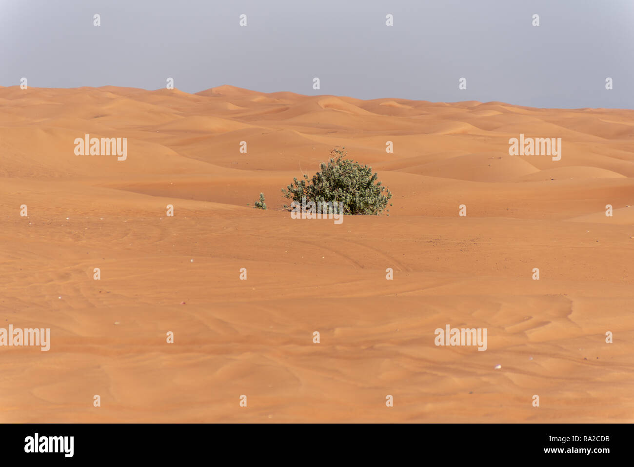 Sharjah desert area, one of the most visited places for Off-roading by ...