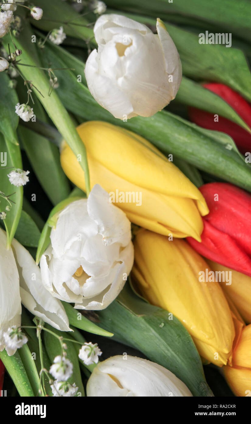 Colorful tulips background Stock Photo - Alamy