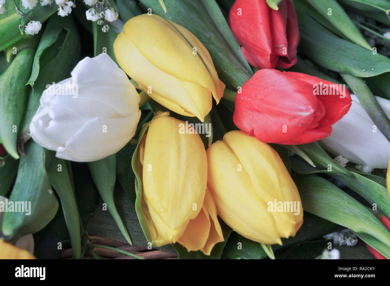 Colorful tulips background Stock Photo - Alamy