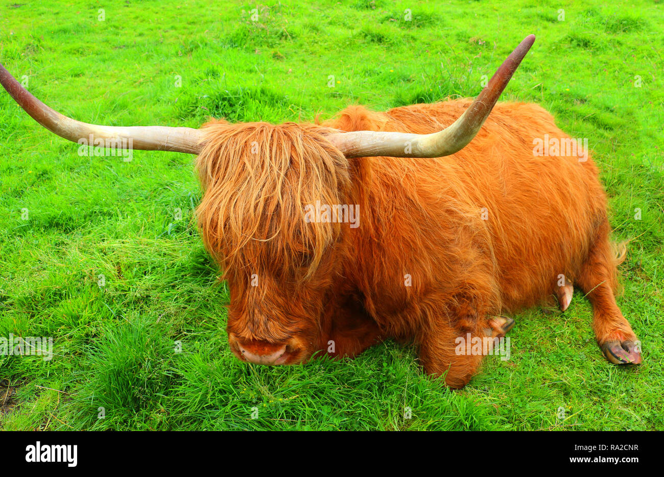 Red highland cow hi-res stock photography and images - Alamy