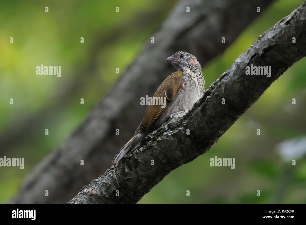 Honeyguide indicator indicator hi-res stock photography and images - Alamy