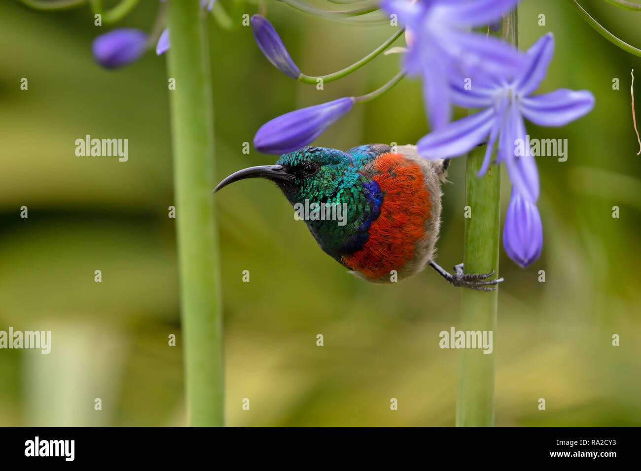 Greater double-collared sunbird Stock Photo - Alamy