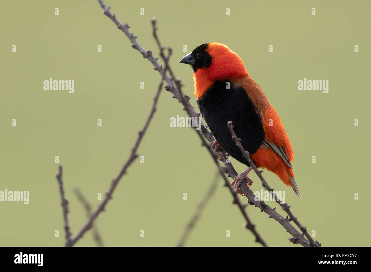 Southern red bishop Stock Photo - Alamy