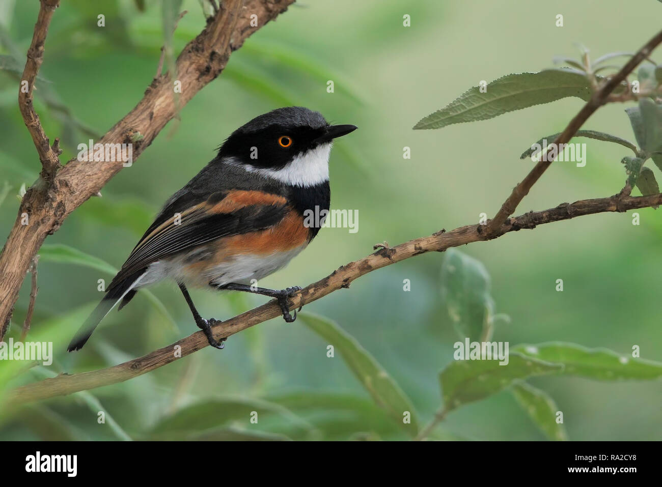 Batis bird hi-res stock photography and images - Alamy