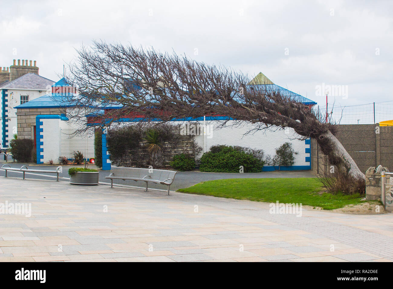 This wonderful windswept tree in the centre of Newcastle County Down is ...