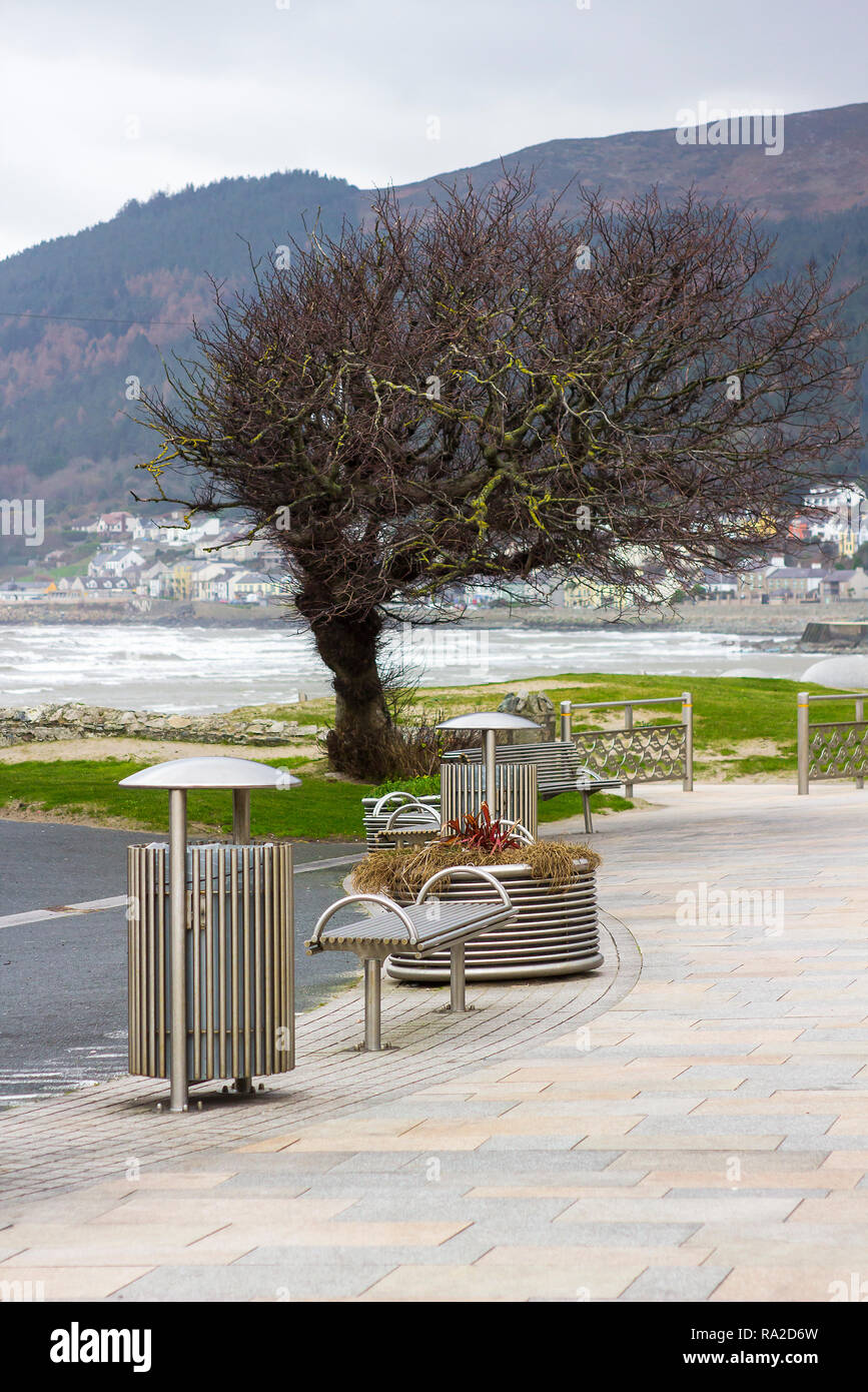 This wonderful windswept tree in the centre of Newcastle County Down is ...