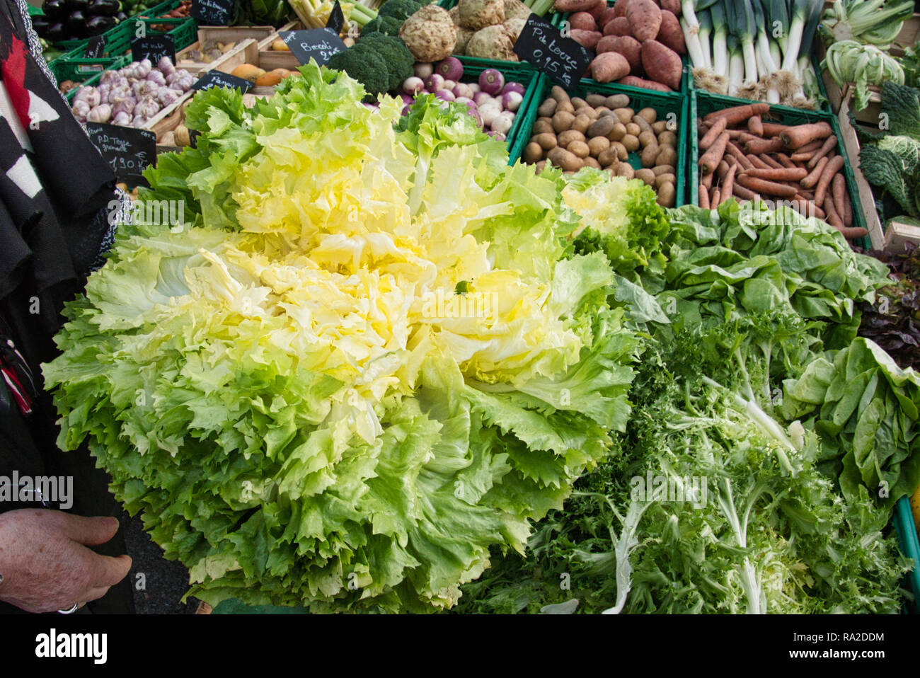 Green vegetables salad escarole endive in woman hand at a grocery ...