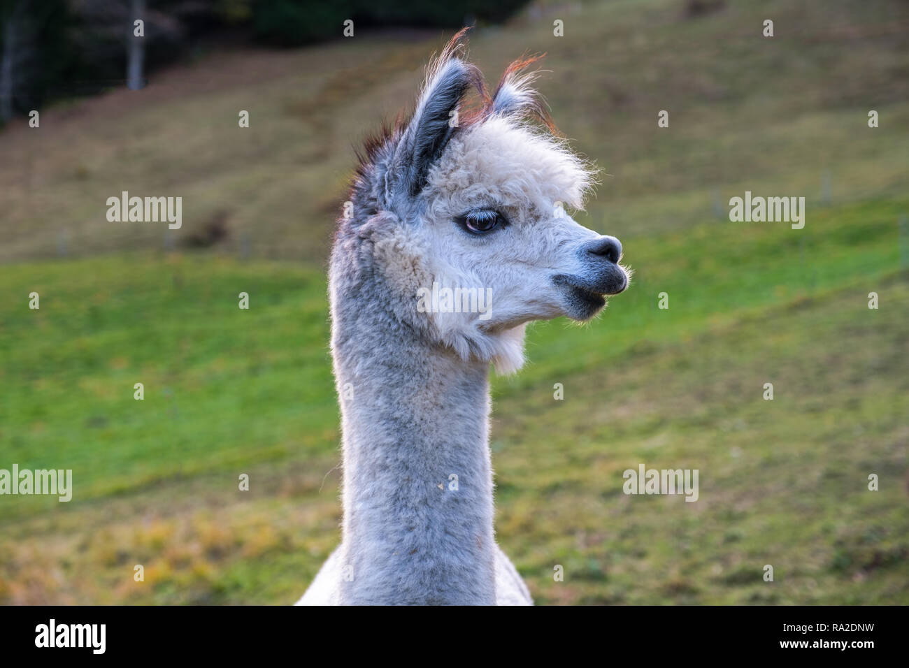 The funA portrait of an Alpaca Stock Photo - Alamy
