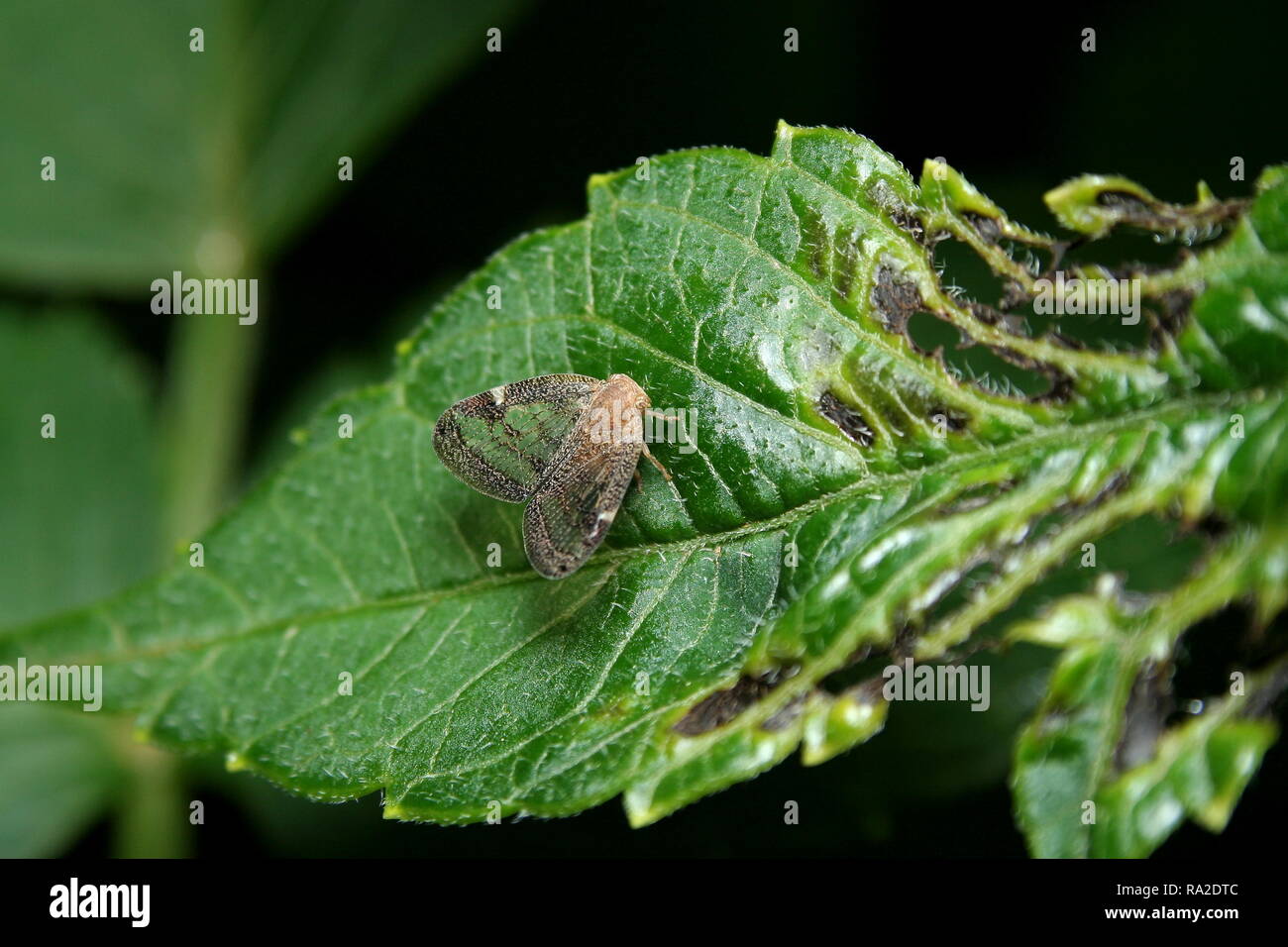 Planthopper australia hi-res stock photography and images - Alamy