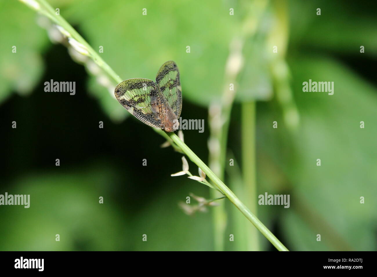 Planthopper Australia High Resolution Stock Photography and Images - Alamy