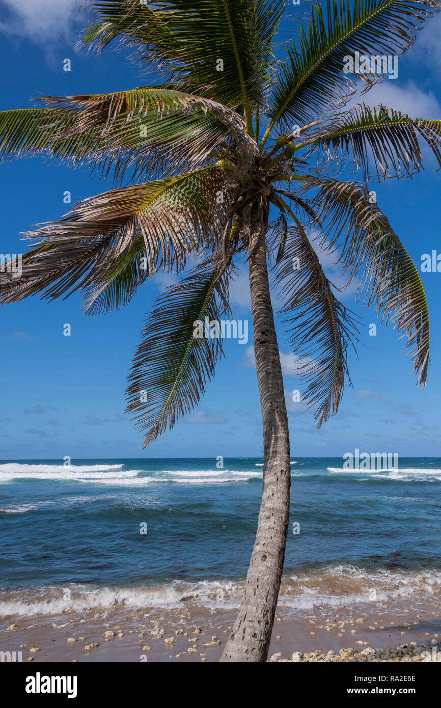 Bathsheba Beach Barbados Stock Photo - Alamy