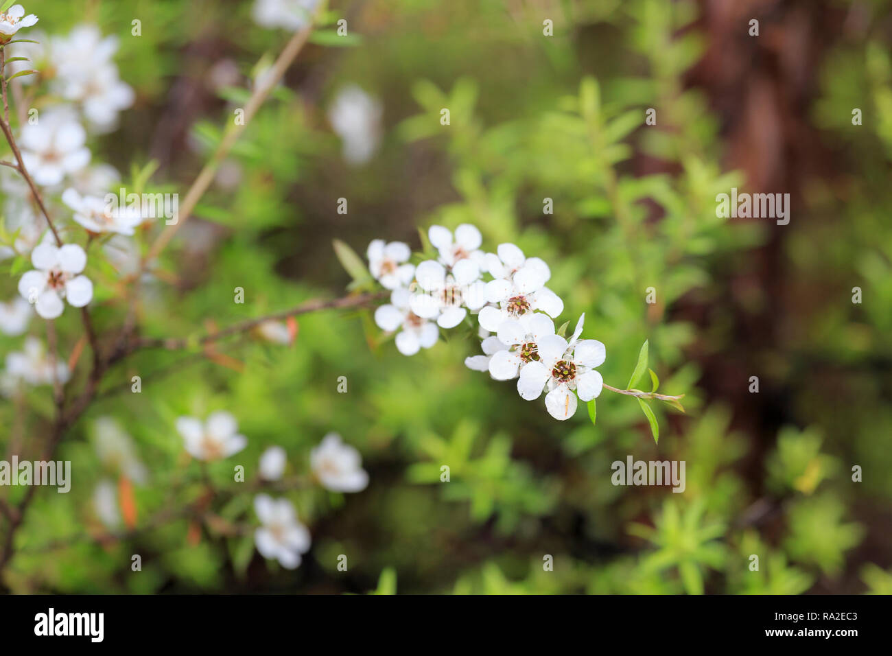 Leptospermum scoparium hi-res stock photography and images - Alamy