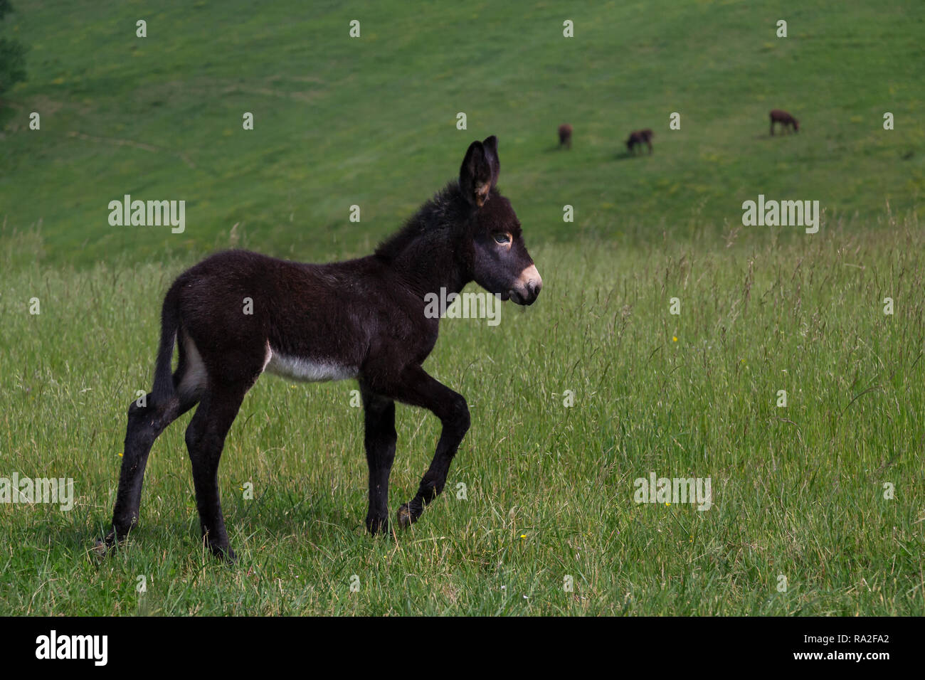 Pyrenean donkey hi-res stock photography and images - Alamy