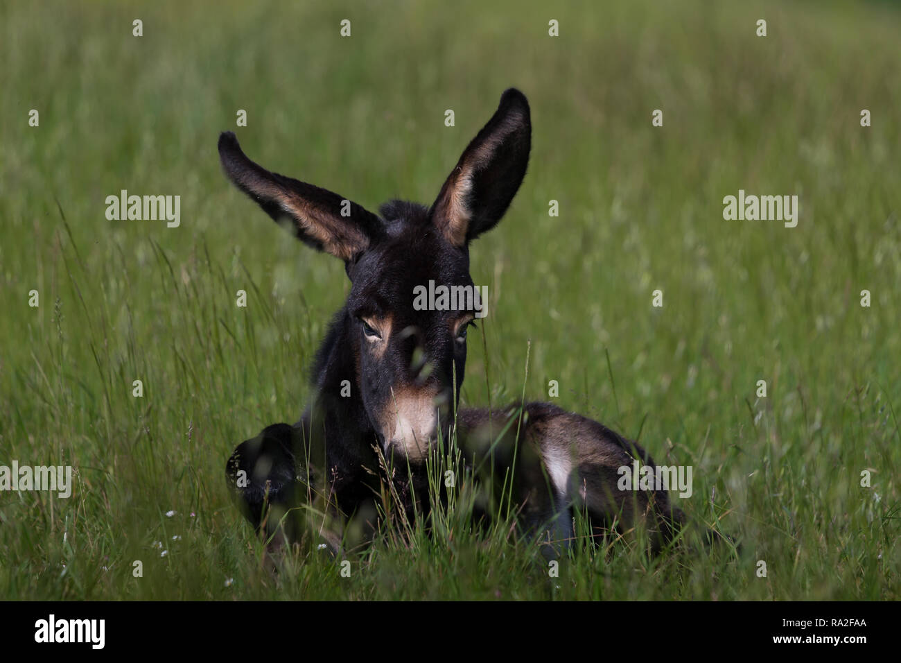 Pyrenean donkey hi-res stock photography and images - Alamy