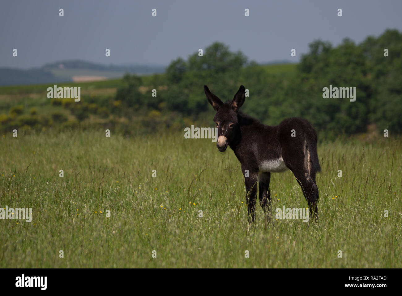 Pyrenean donkey hi-res stock photography and images - Alamy