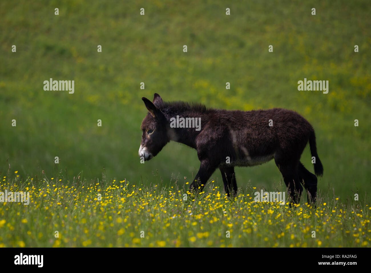 Pyrenean donkey hi-res stock photography and images - Alamy