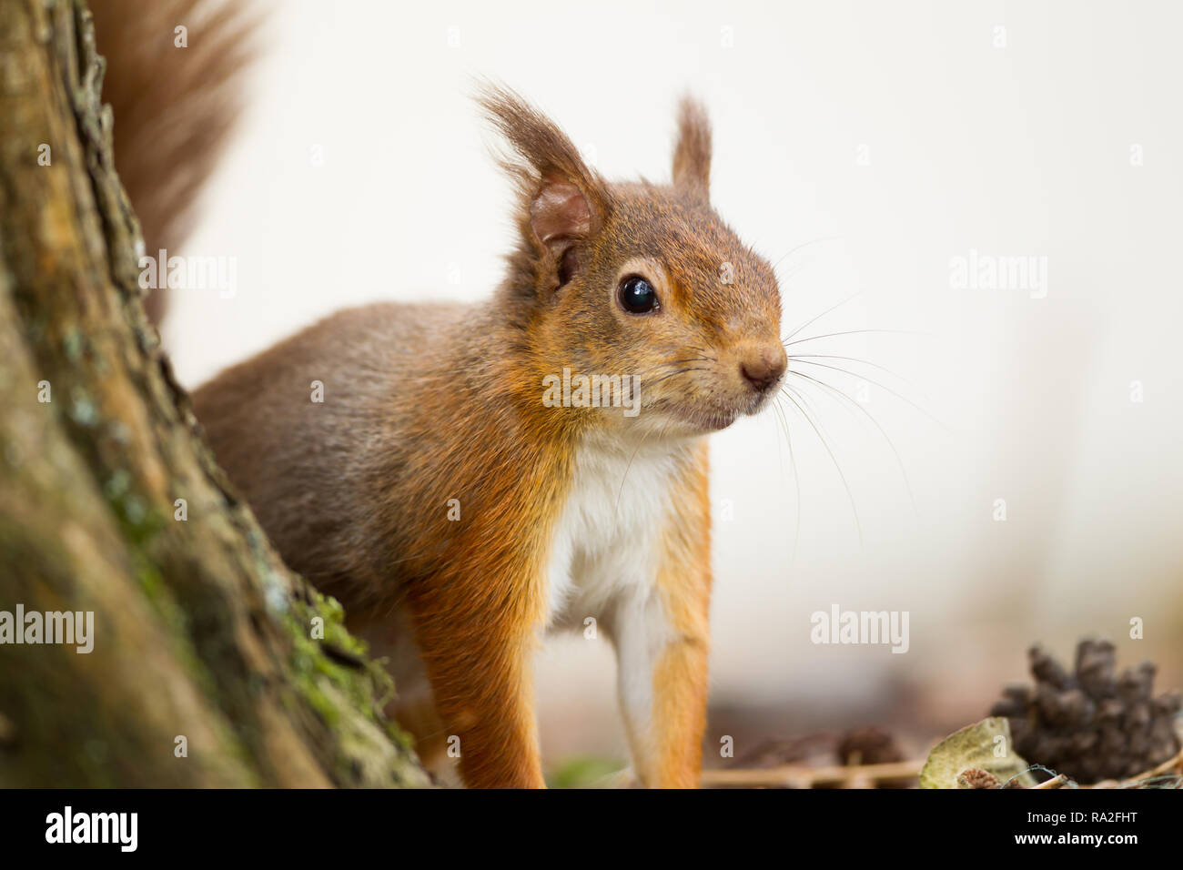 Brownsea island red squirrel hi-res stock photography and images - Alamy