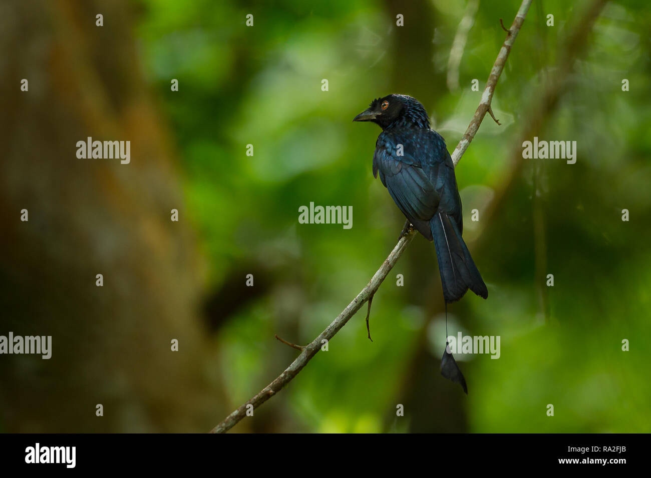 Greater racket-tailed drongo bird Stock Photo - Alamy