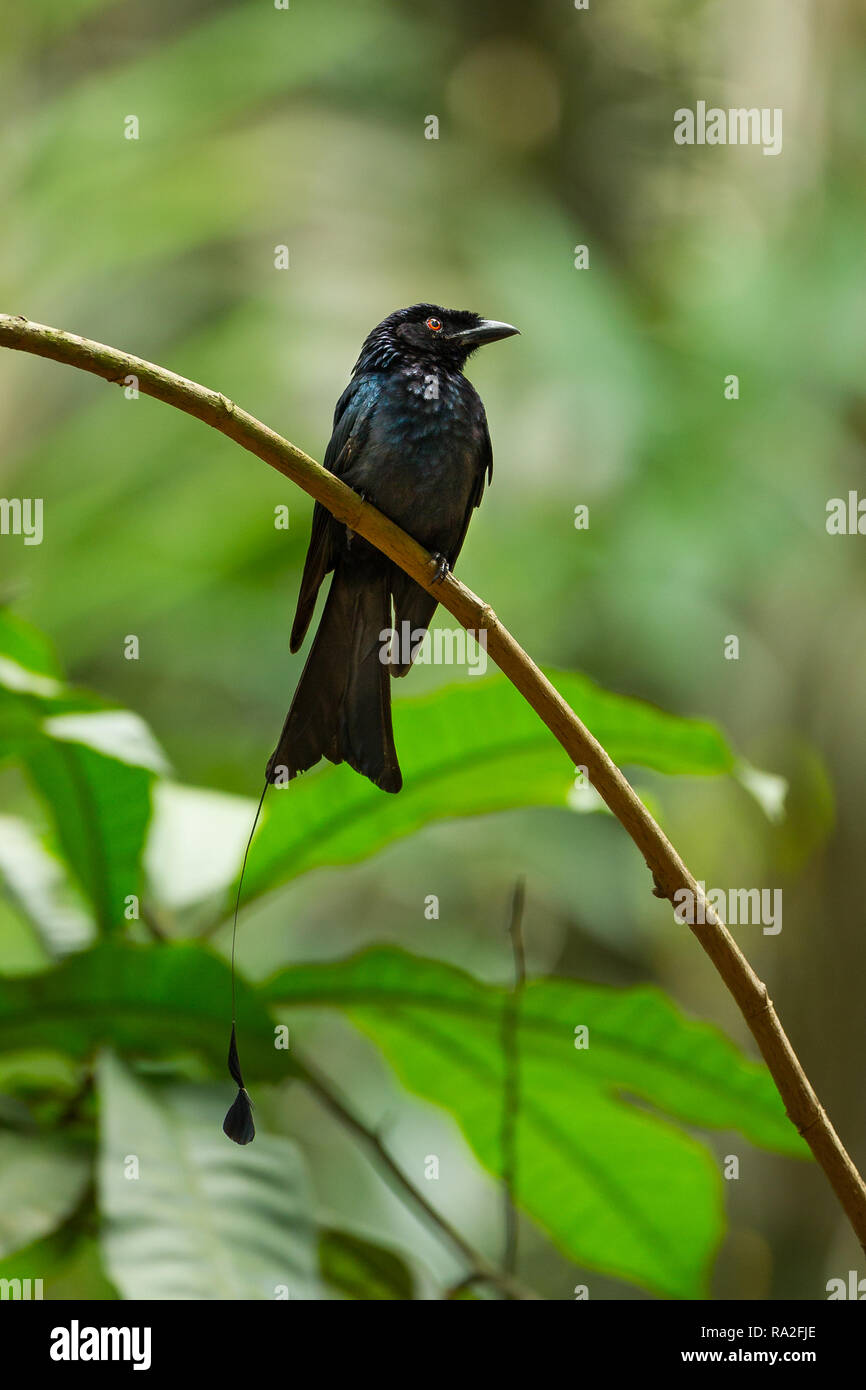 Greater racket-tailed drongo bird Stock Photo - Alamy