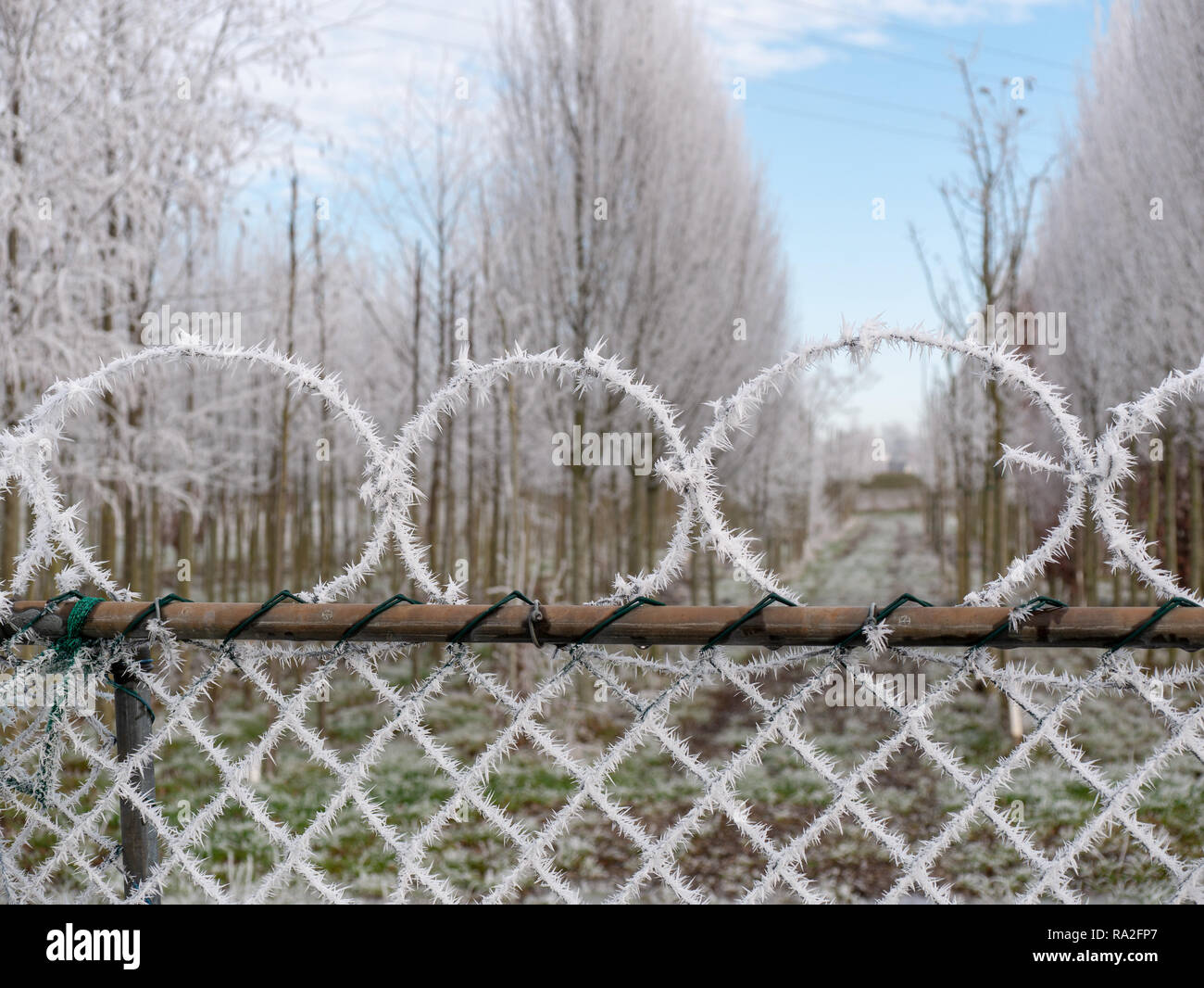 Image of frozen barbed wire in the winter with ice crystals Stock Photo ...