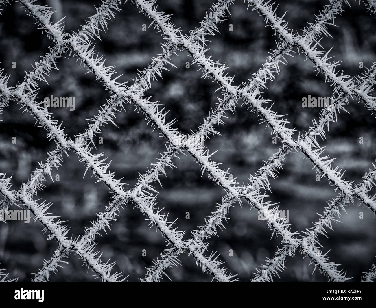 Image of frozen barbed wire in the winter with ice crystals Stock Photo ...