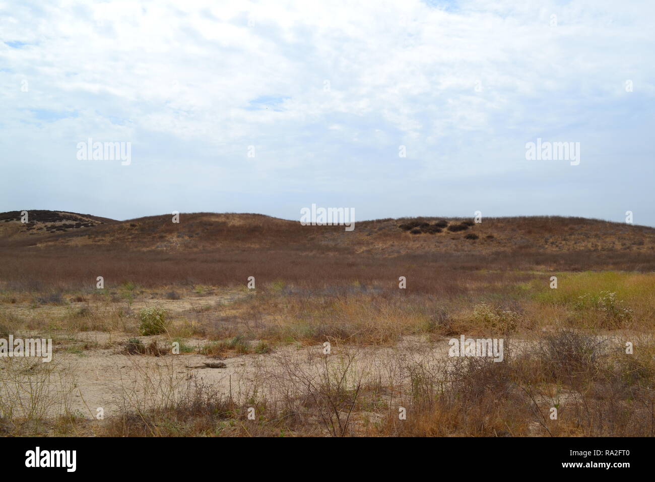 Prairie rewilded hi-res stock photography and images - Alamy