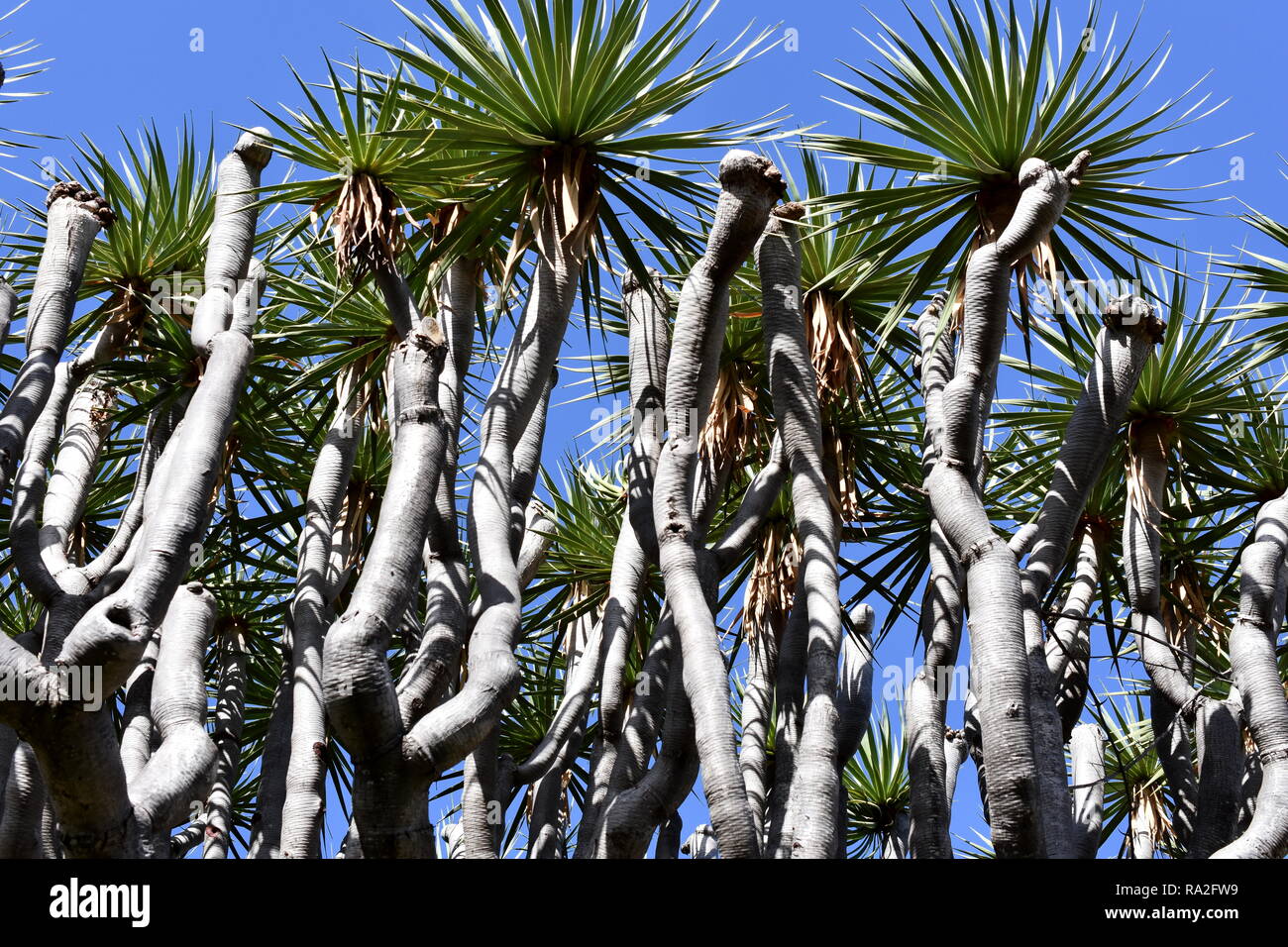 Blood dragon tree hi-res stock photography and images - Alamy