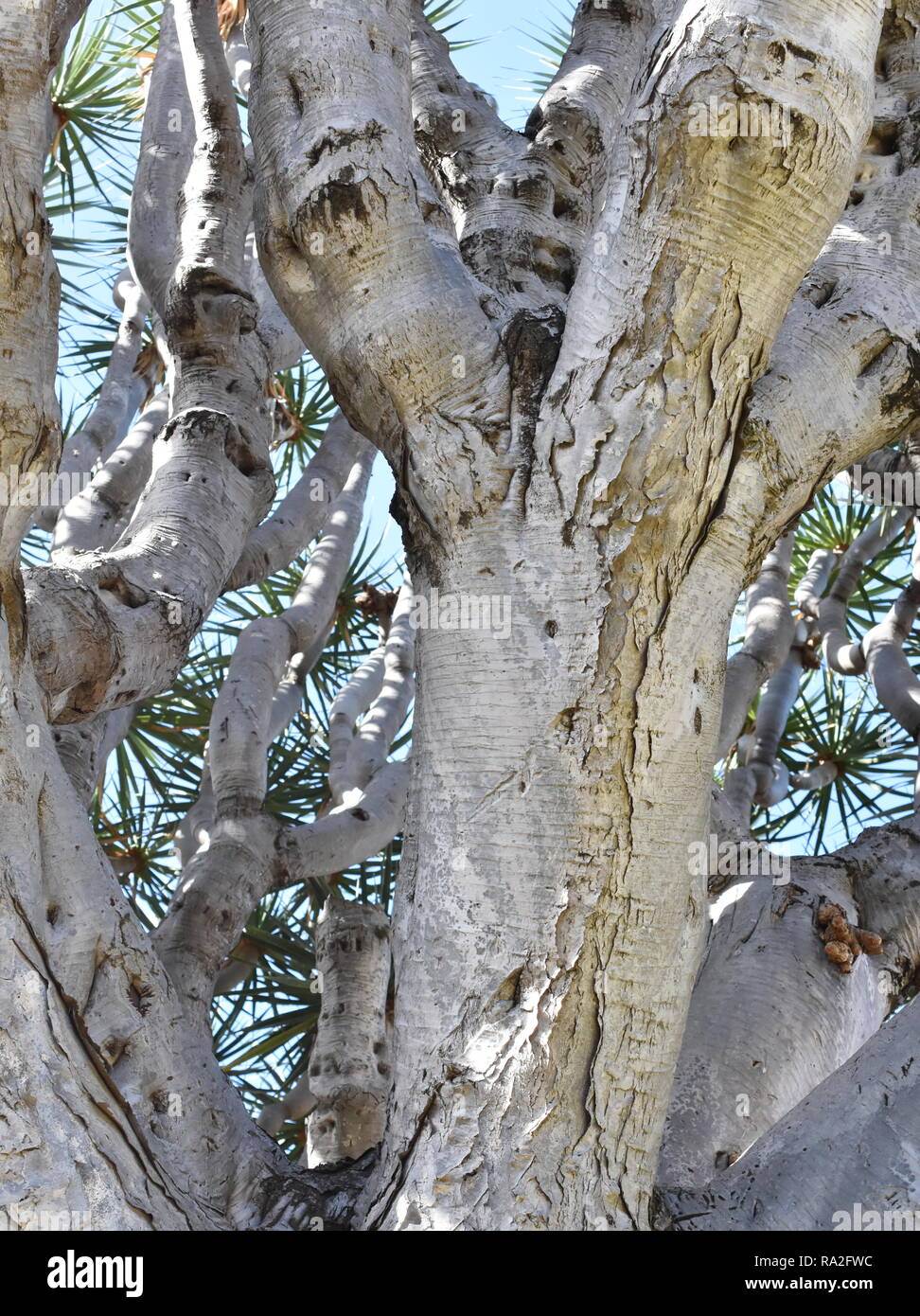 Dragon tree resin hi-res stock photography and images - Alamy