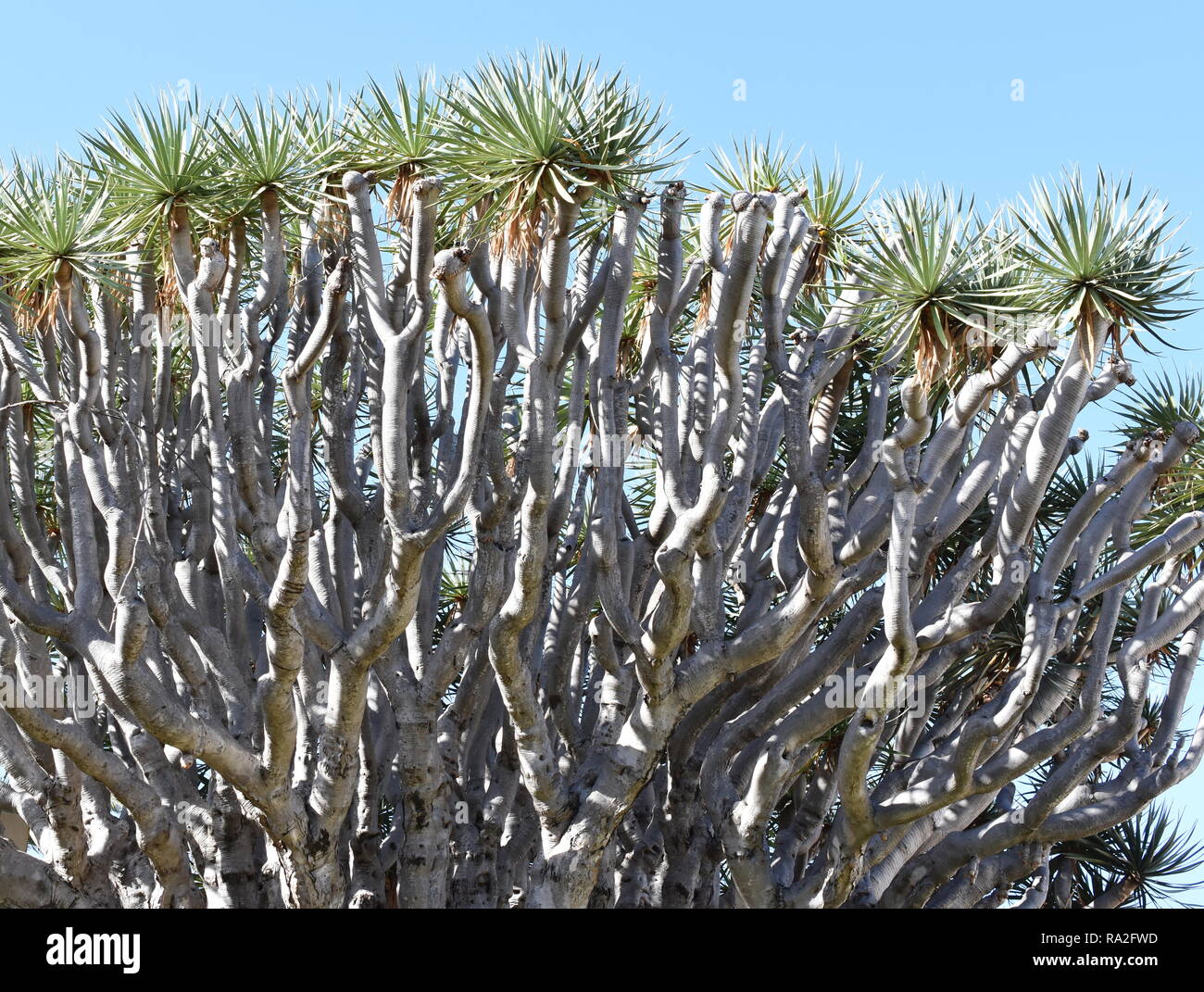 Dracaena draco resin hi-res stock photography and images - Alamy