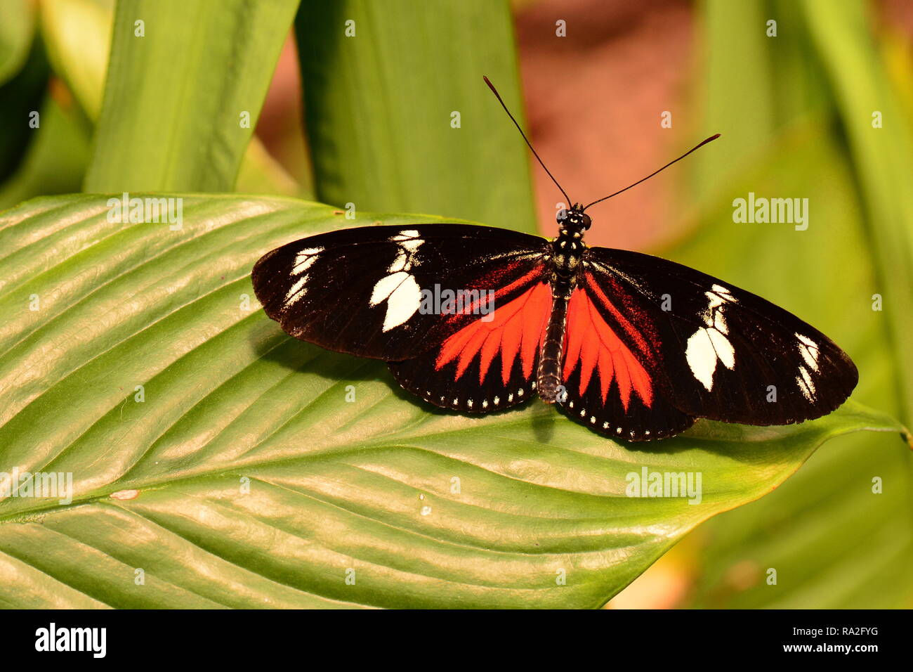 A Doris Longwing butterfly lands on a plant in the gardens Stock Photo ...