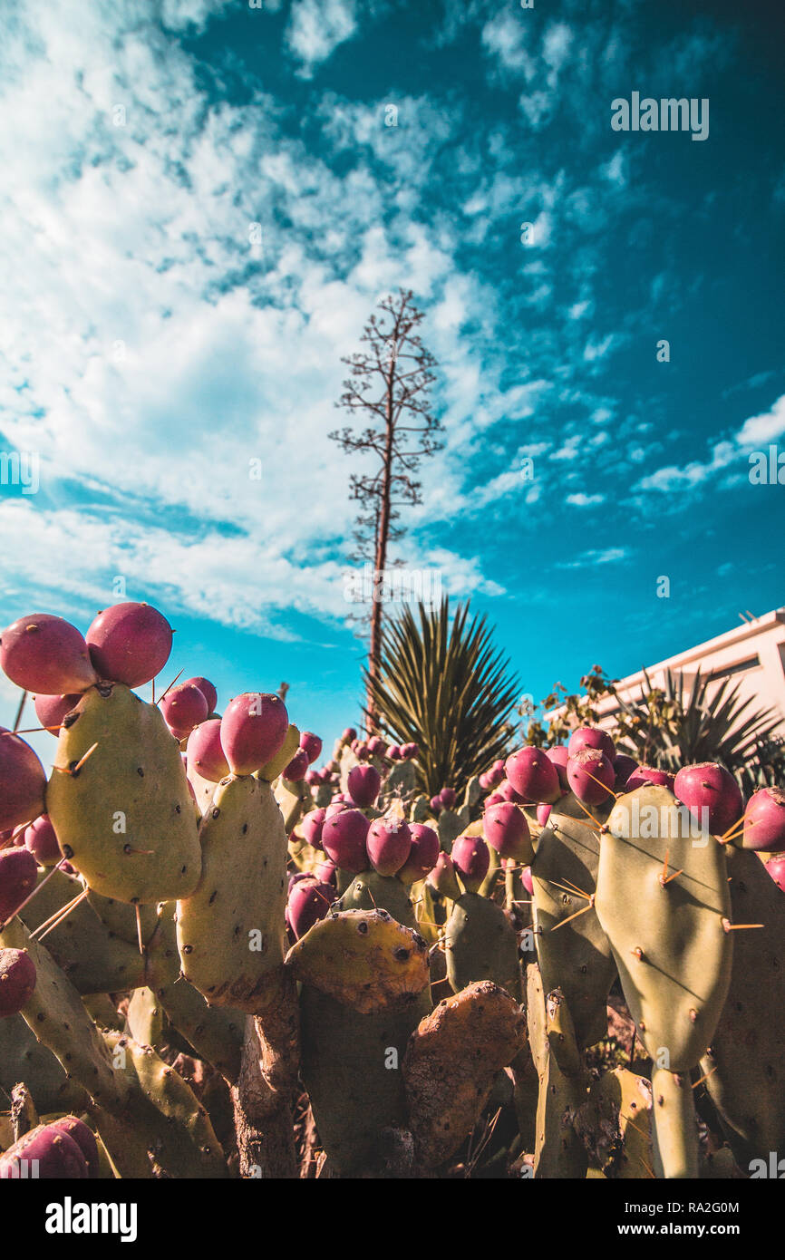 Bright blue sky with cactus Stock Photo - Alamy
