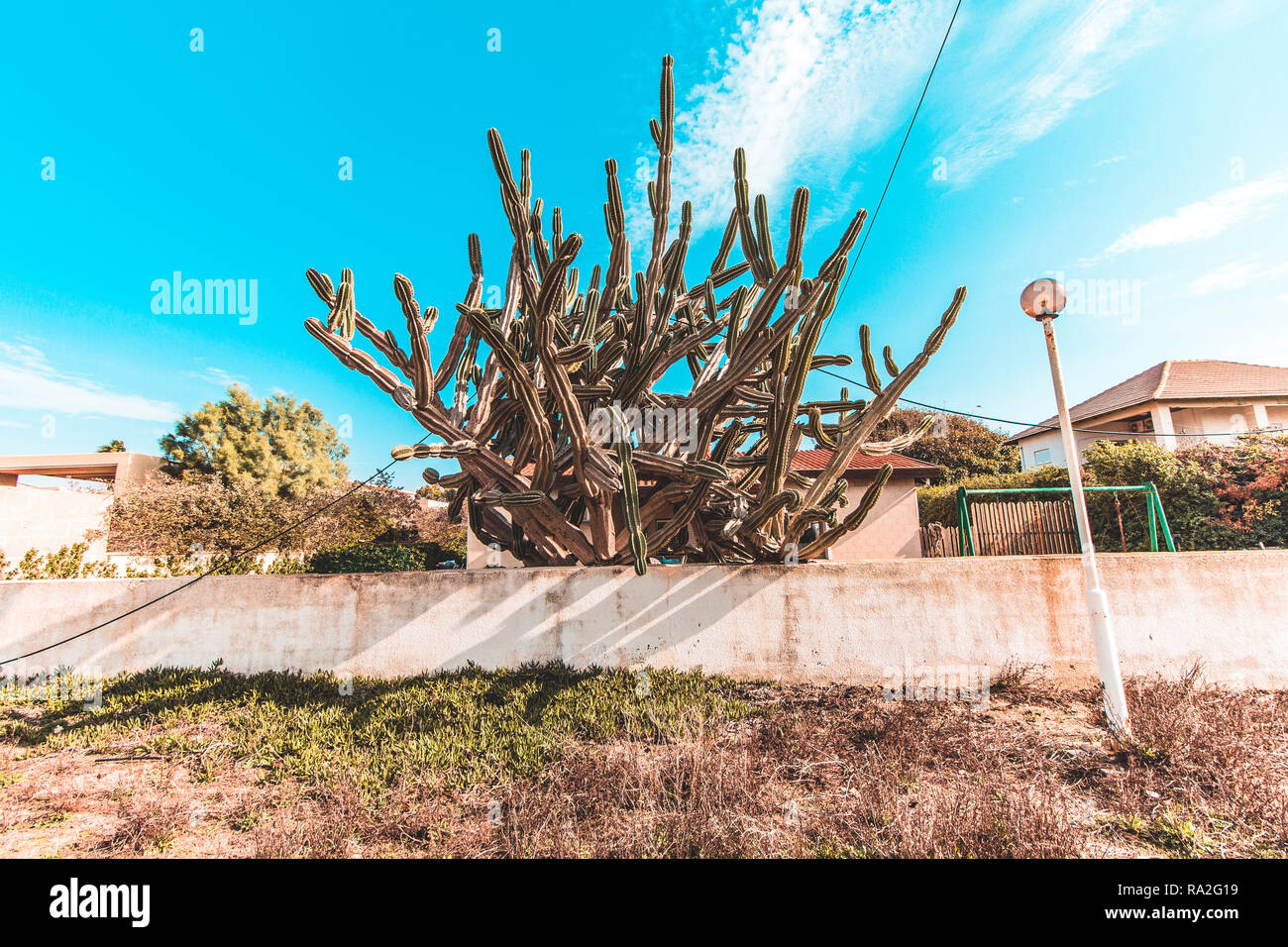 Bright blue sky with cactus Stock Photo - Alamy