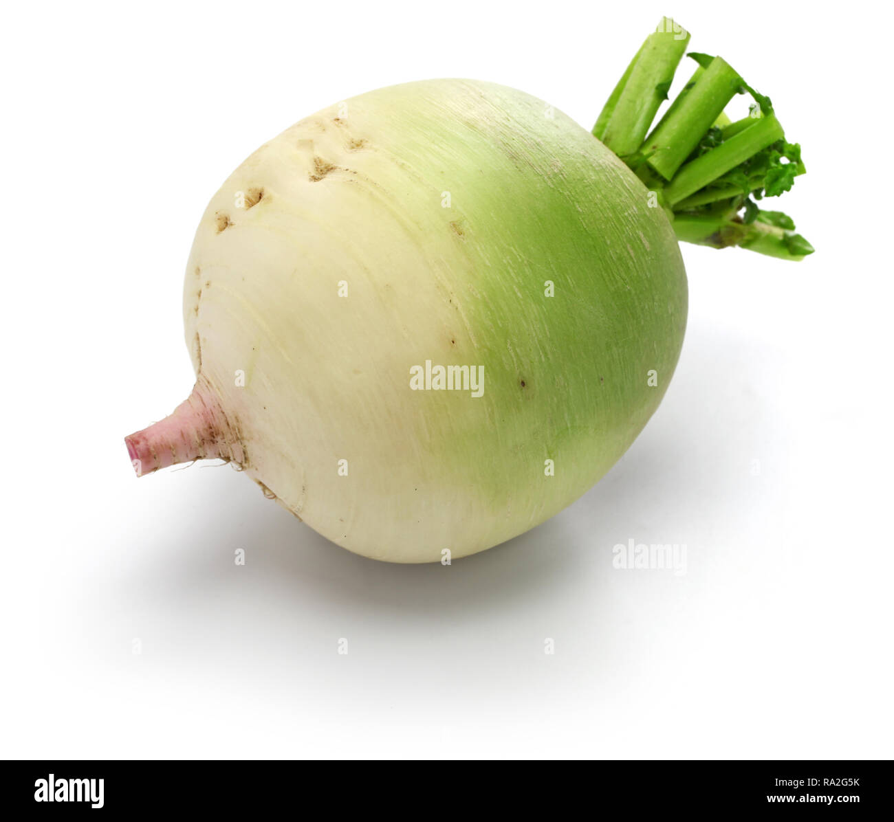 watermelon radish, chinese red meat radish isolated on white background ...