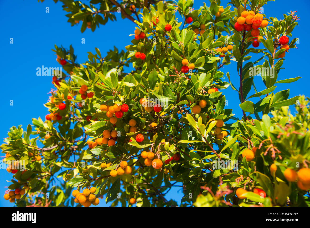 Branches of strawberry tree Stock Photo - Alamy