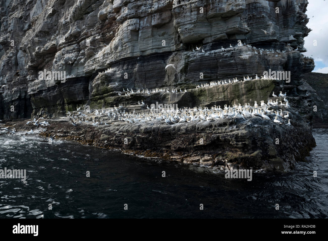 Rock formations on the Isle of Noss in the Shetland Islands of Scotland ...