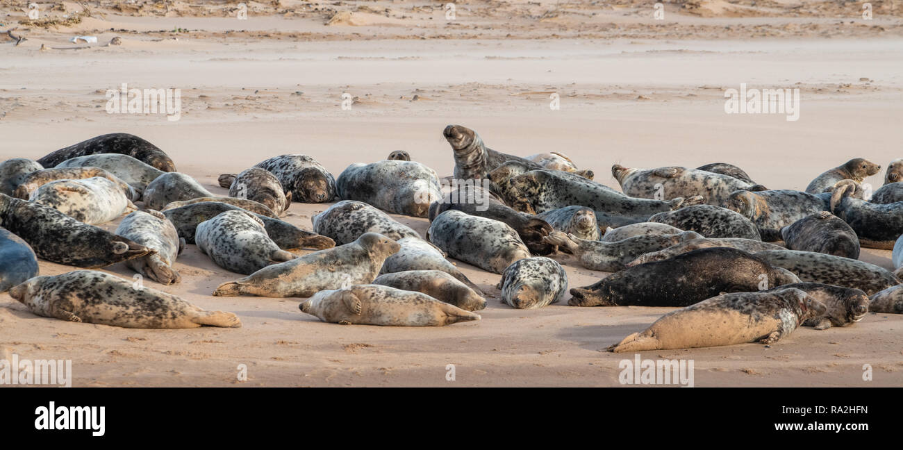North atlantic seal hi-res stock photography and images - Alamy