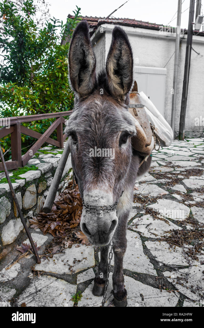 A grey donkey. Close up portrait Stock Photo - Alamy