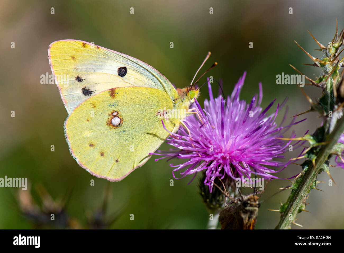 Begers clouded yellow butterfly hi-res stock photography and images - Alamy